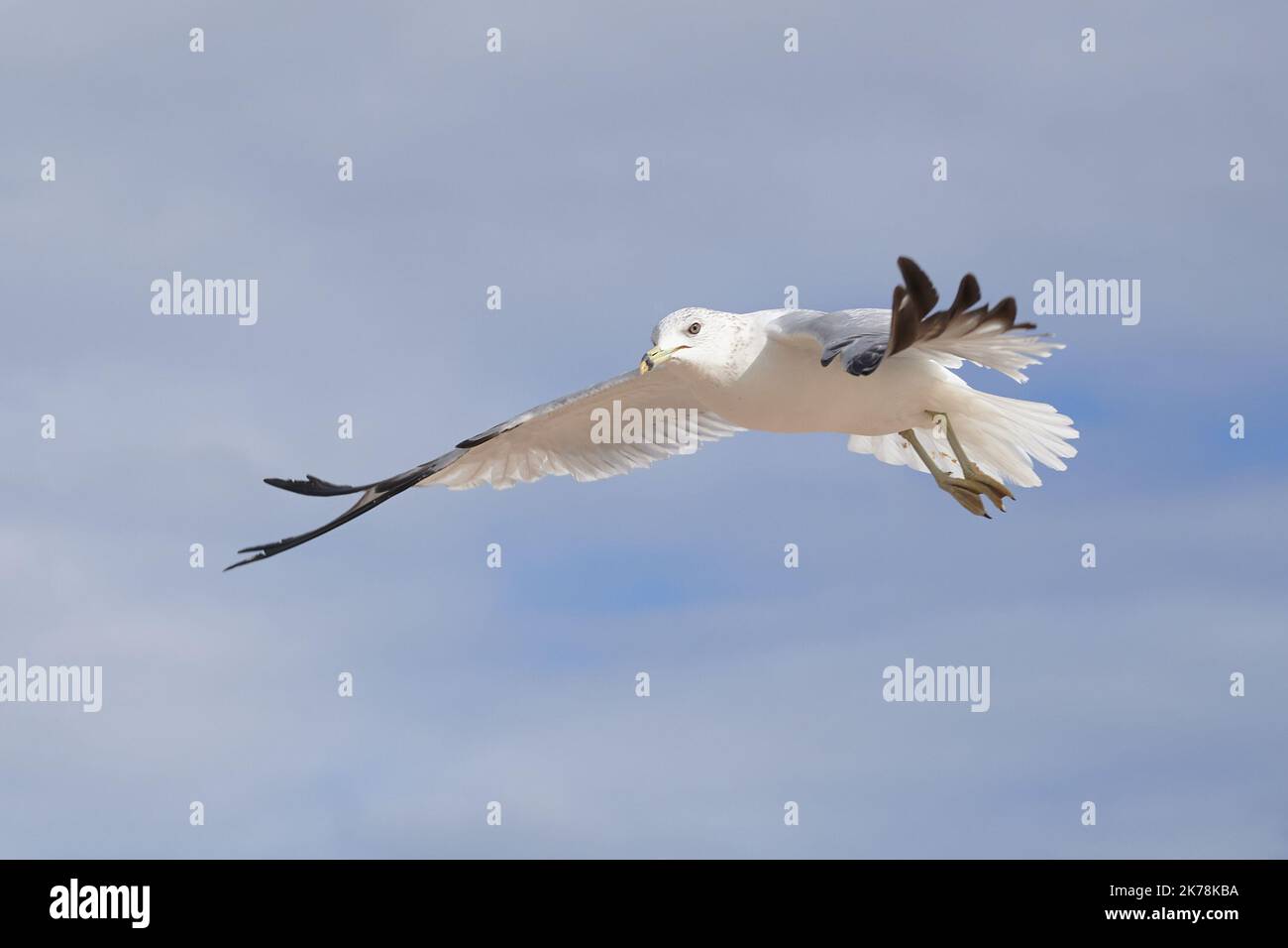 Sea gull in flight on a cold, bright winter day near Brighton beach ...