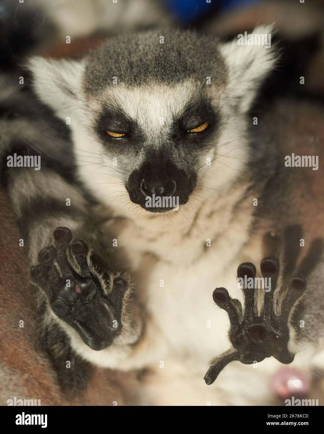 Ring tailed lemur napping inside playhouse at the zoo Stock Photo - Alamy