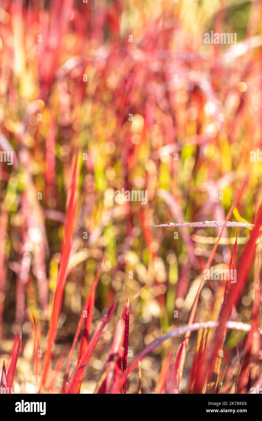 Outstanding Imperata cylindrica ‘Rubra’, cogon grass ‘Rubra’, Japanese ...