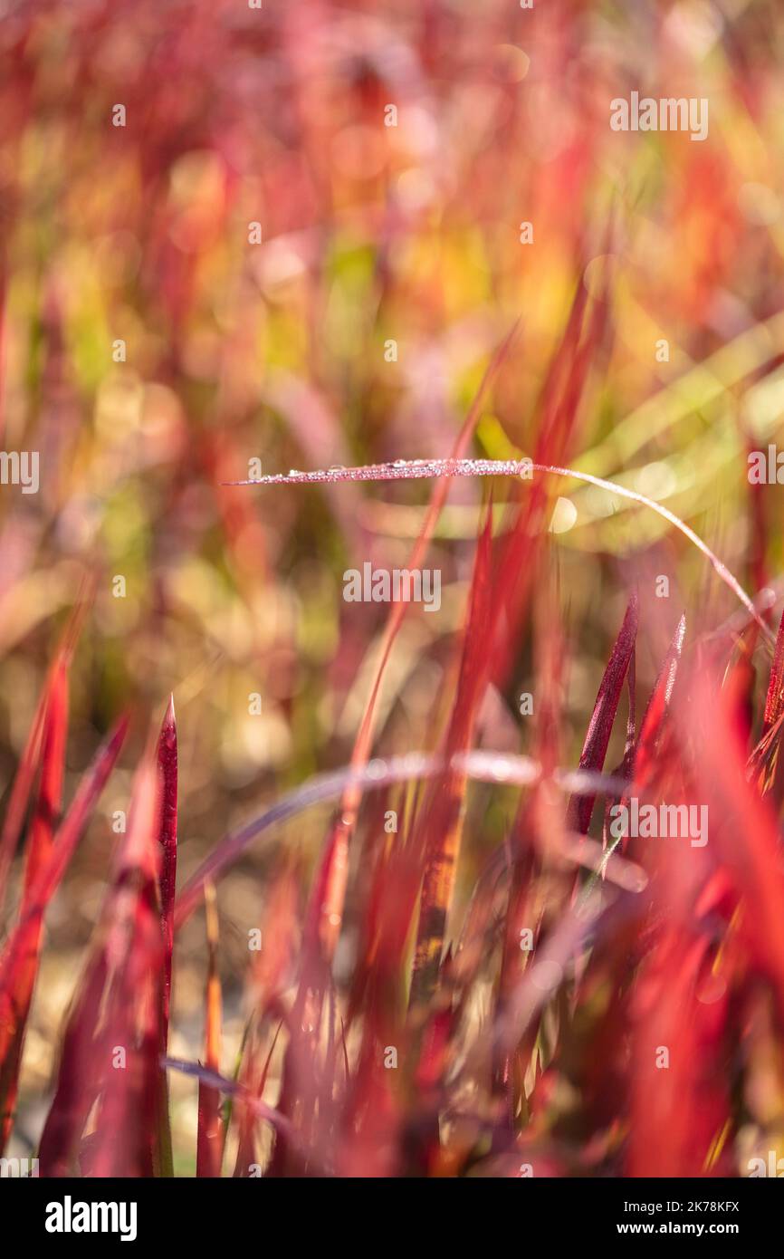 Outstanding Imperata cylindrica ‘Rubra’, cogon grass ‘Rubra’, Japanese ...