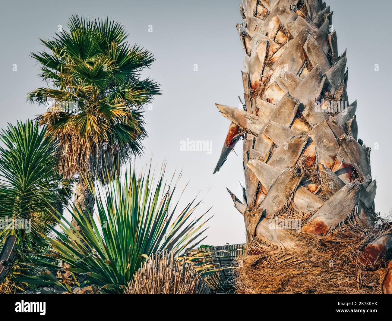 Closeup palm tree trunk hi-res stock photography and images - Alamy