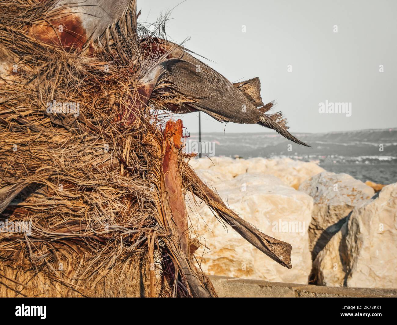Palm tree trunk covered eith trimmed frond bases Stock Photo - Alamy