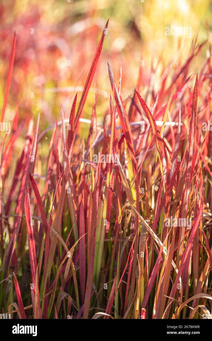 Outstanding Imperata cylindrica ‘Rubra’, cogon grass ‘Rubra’, Japanese ...