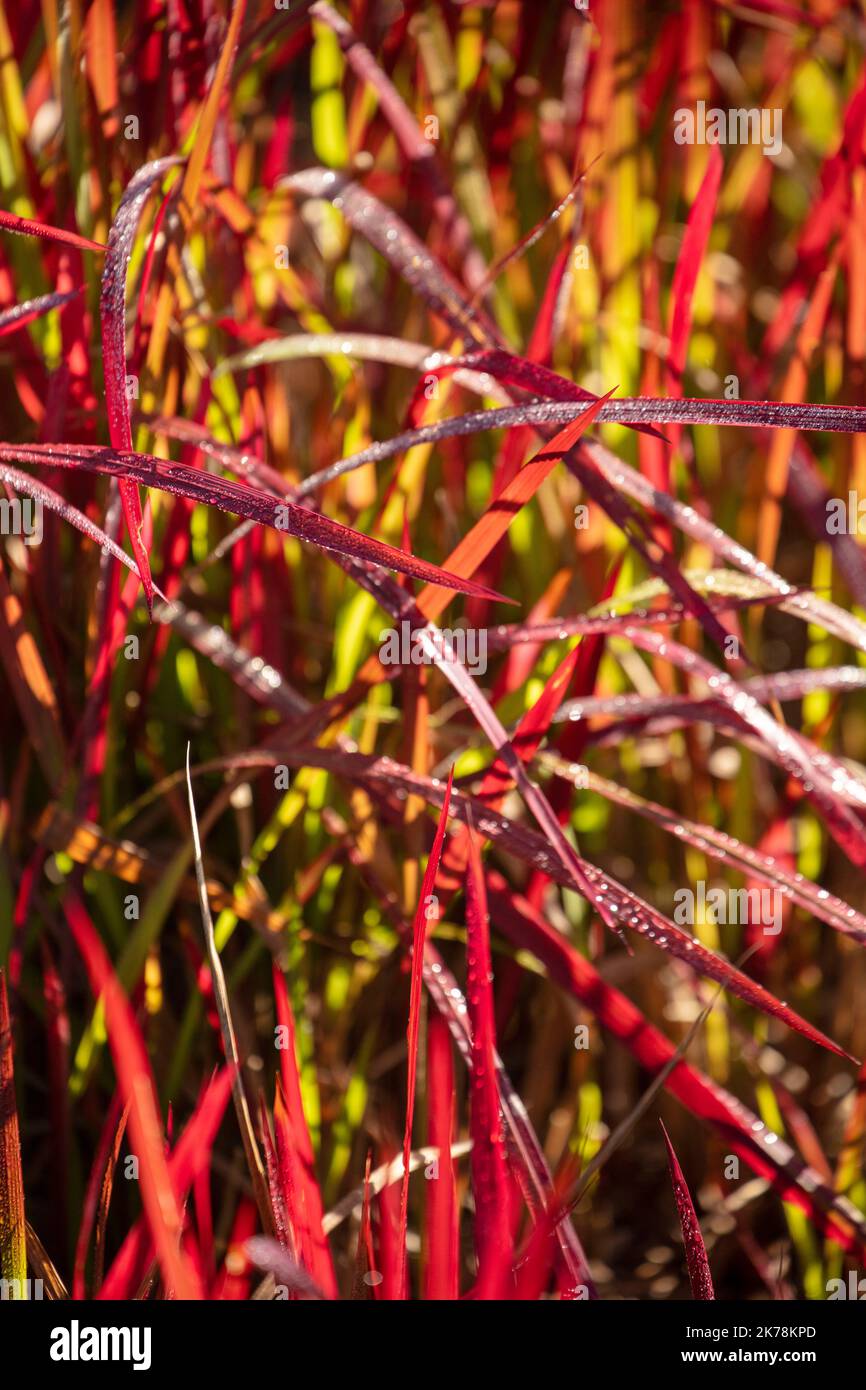 Outstanding Imperata cylindrica ‘Rubra’, cogon grass ‘Rubra’, Japanese ...