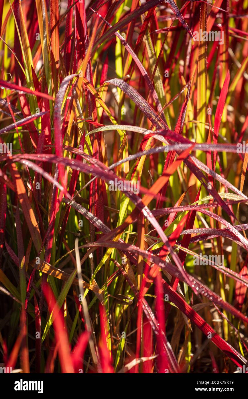 Outstanding Imperata cylindrica ‘Rubra’, cogon grass ‘Rubra’, Japanese ...