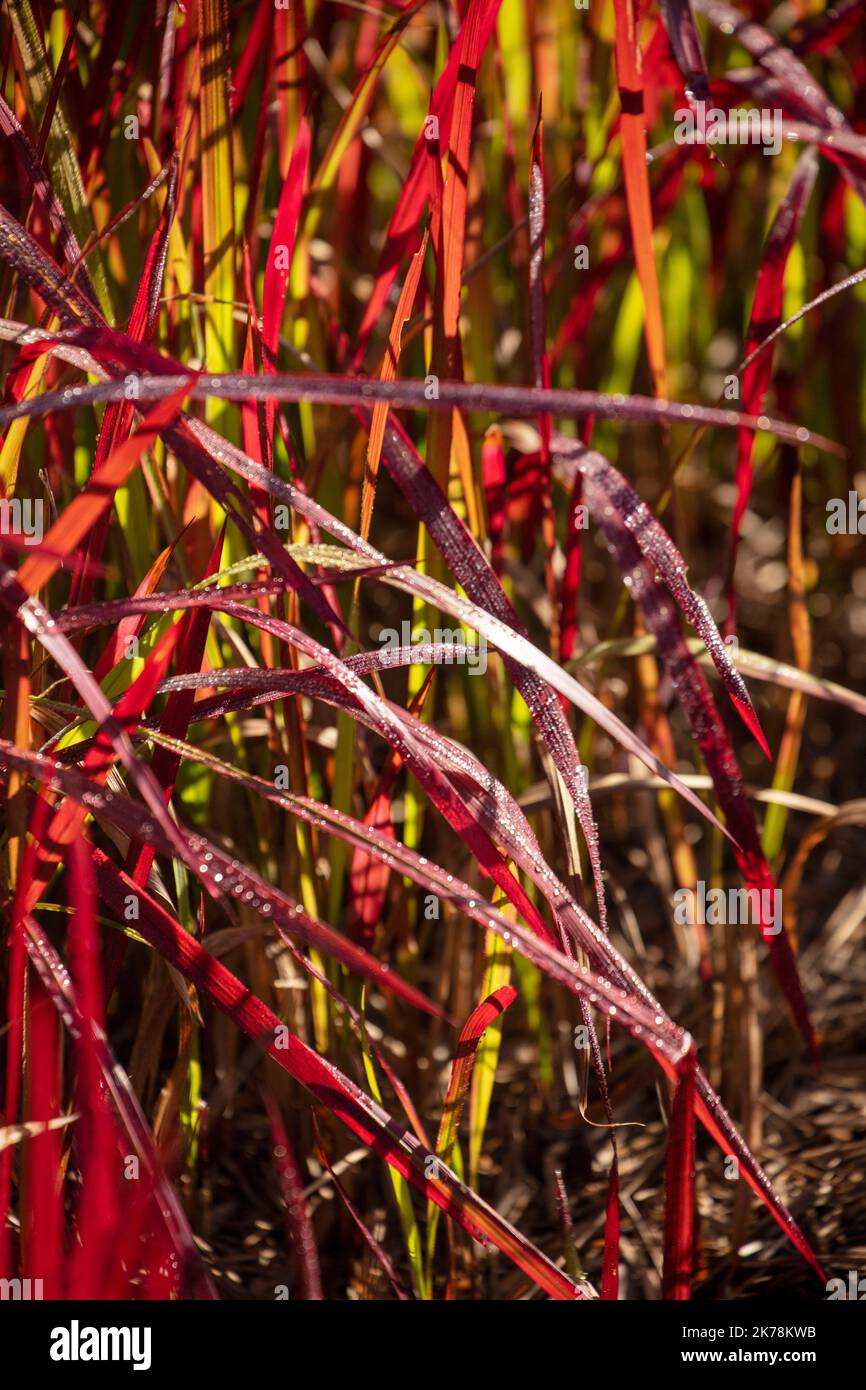 Outstanding Imperata cylindrica ‘Rubra’, cogon grass ‘Rubra’, Japanese ...