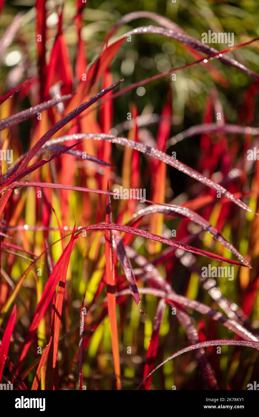 Outstanding Imperata cylindrica ‘Rubra’, cogon grass ‘Rubra’, Japanese ...