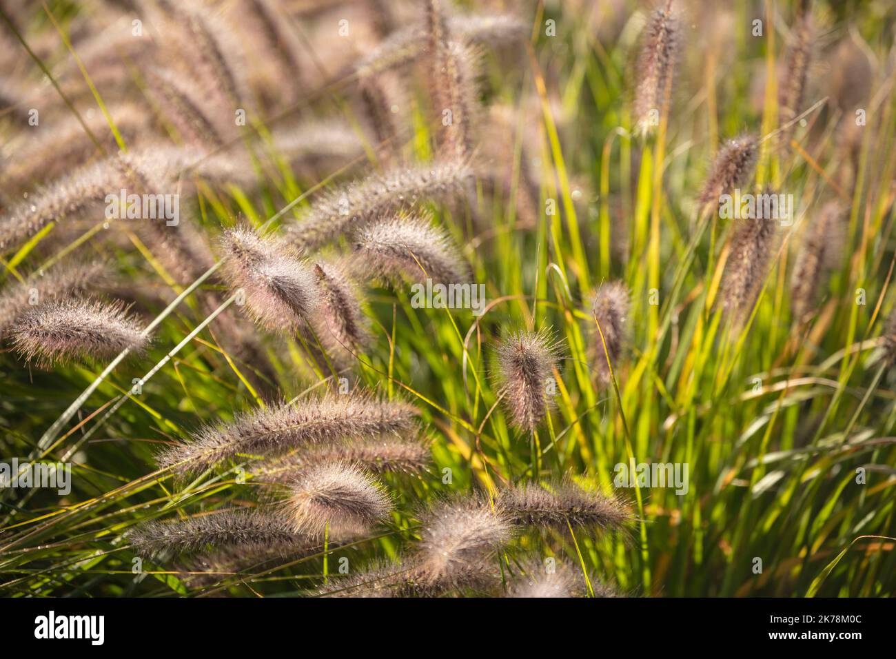 Silky Pennisetum Alopecuroides 'Red Head' ornamental grass in autumn ...
