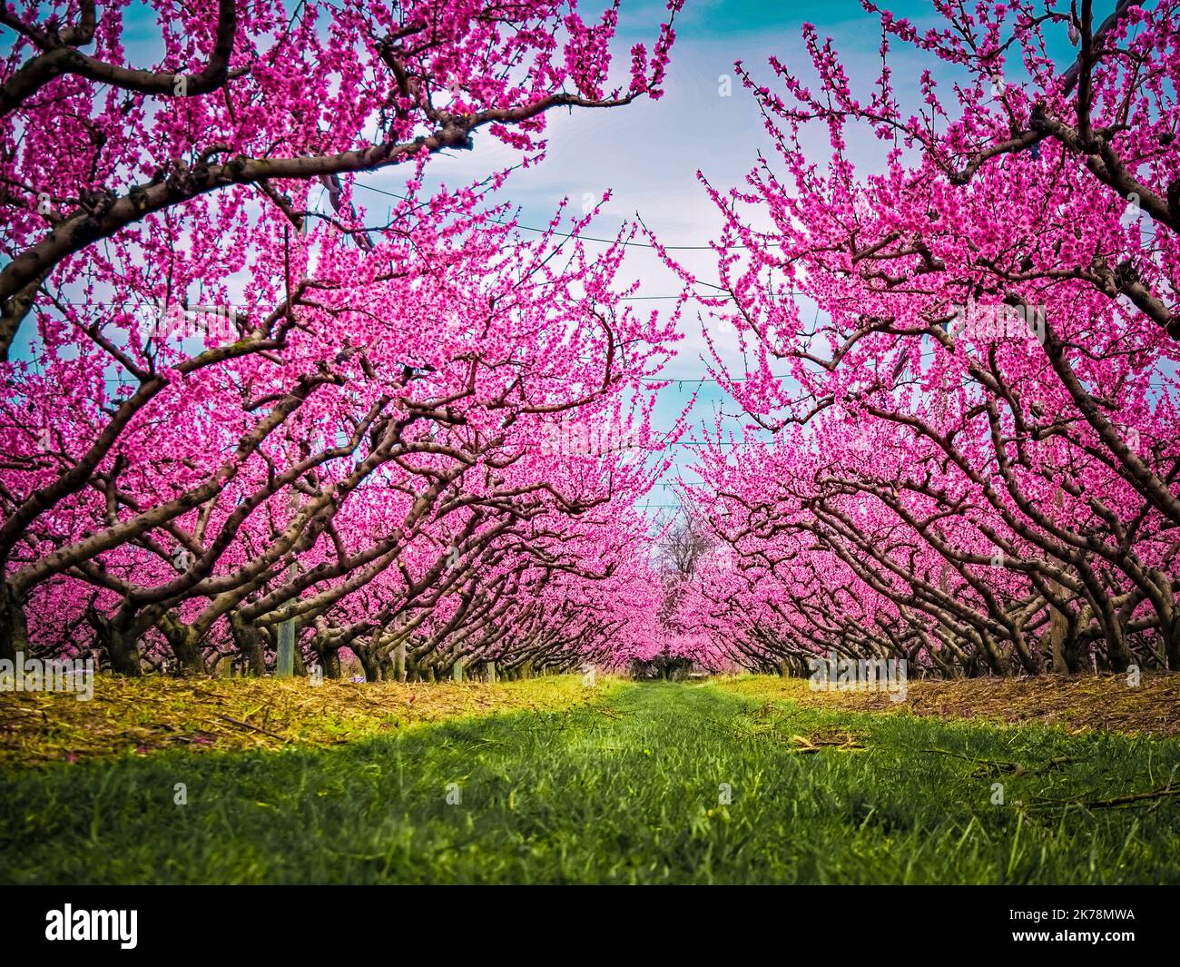 Blooming peach trees in the orchard Stock Photo - Alamy