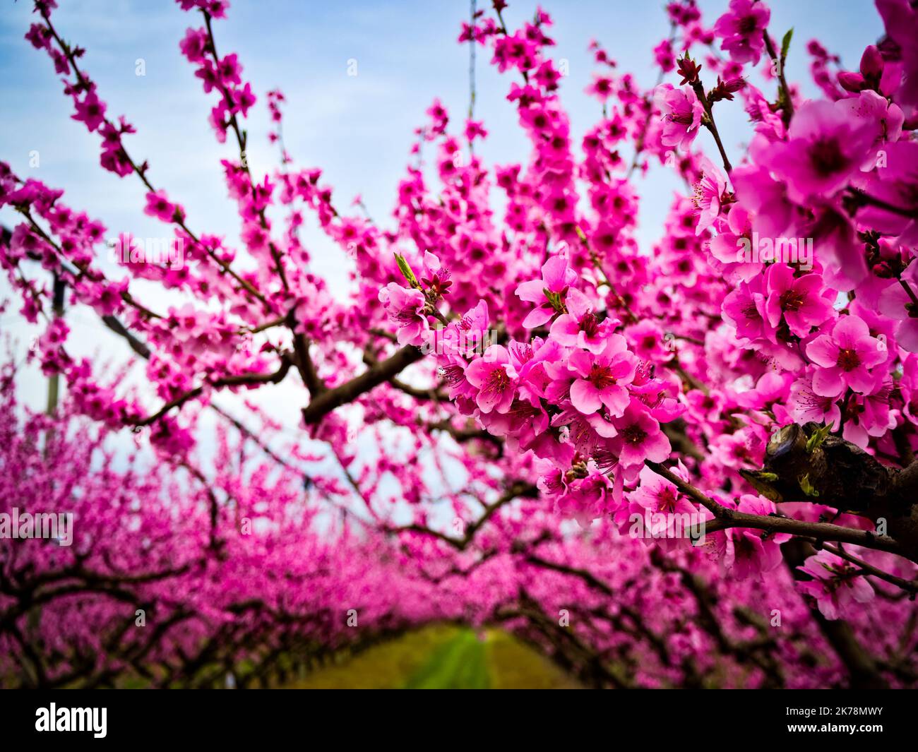 Peach trees in blossom sunset hi-res stock photography and images - Alamy