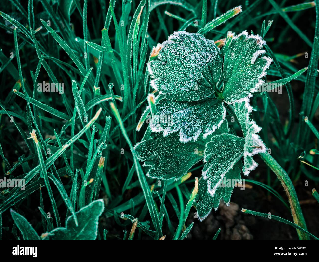 The field grass during a frosty morning Stock Photo - Alamy
