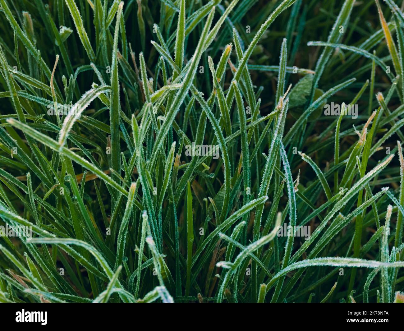 Frosty spring morning hi-res stock photography and images - Alamy