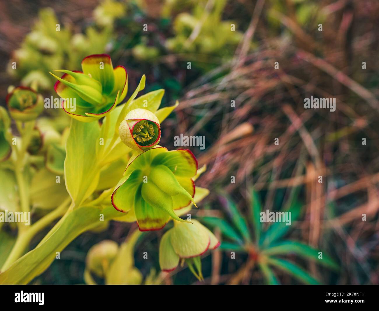The stinking hellebore (Helleborus foetidus) is a garden perennial ...