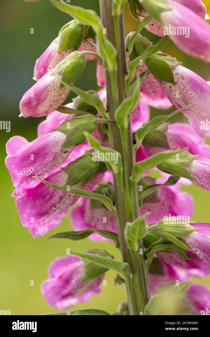 Very close up plant / flower still life of Digitalis flowers and stem ...