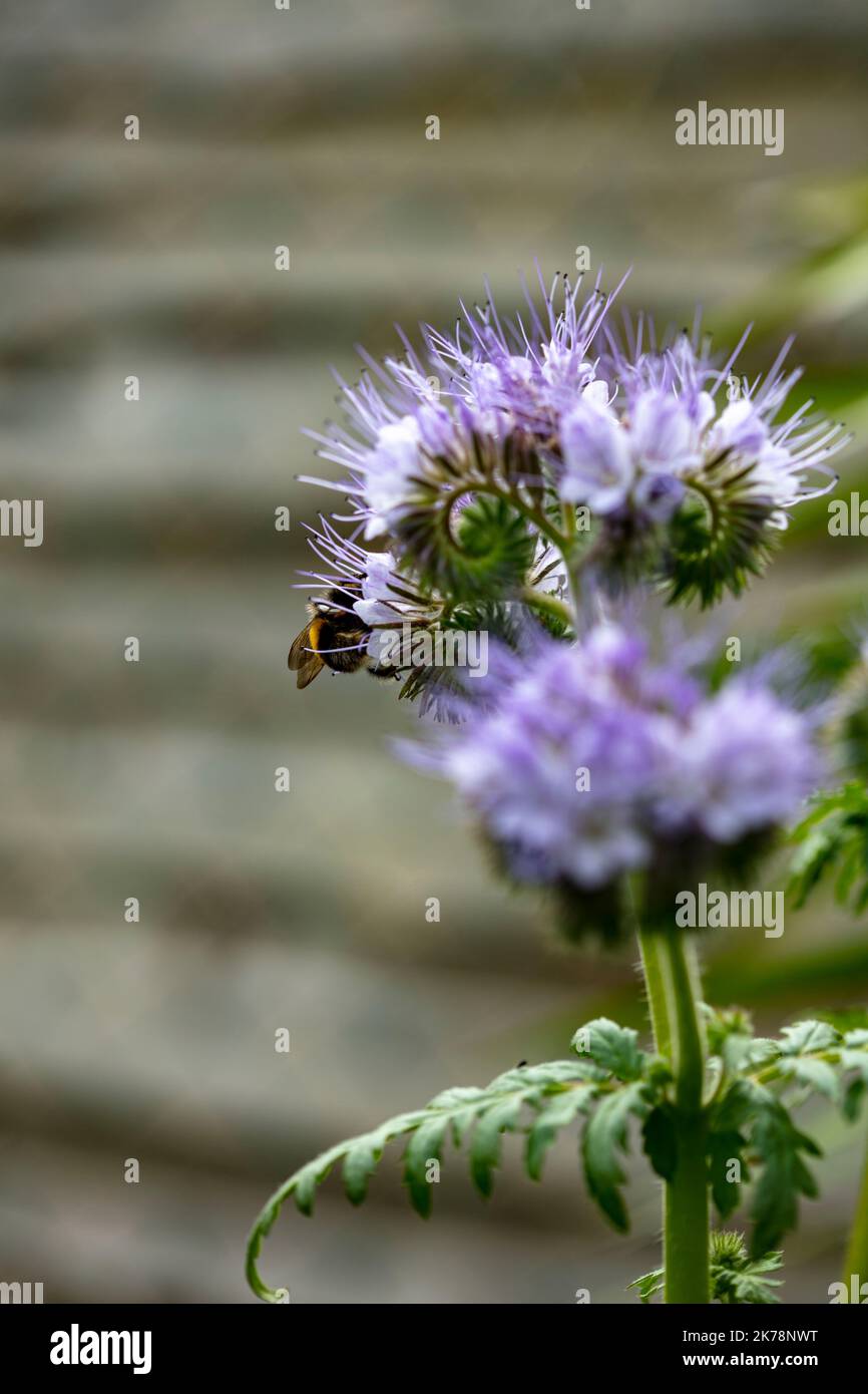 Stunning Phacelia tanacetifolia, bee friendly green manure, flower in ...