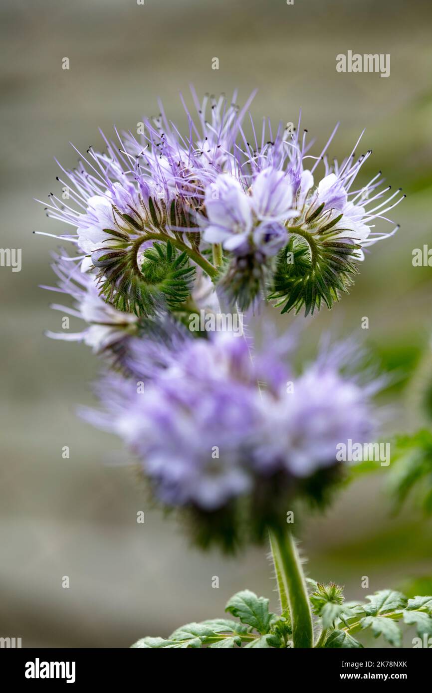 Stunning Phacelia tanacetifolia, bee friendly green manure, flower in ...