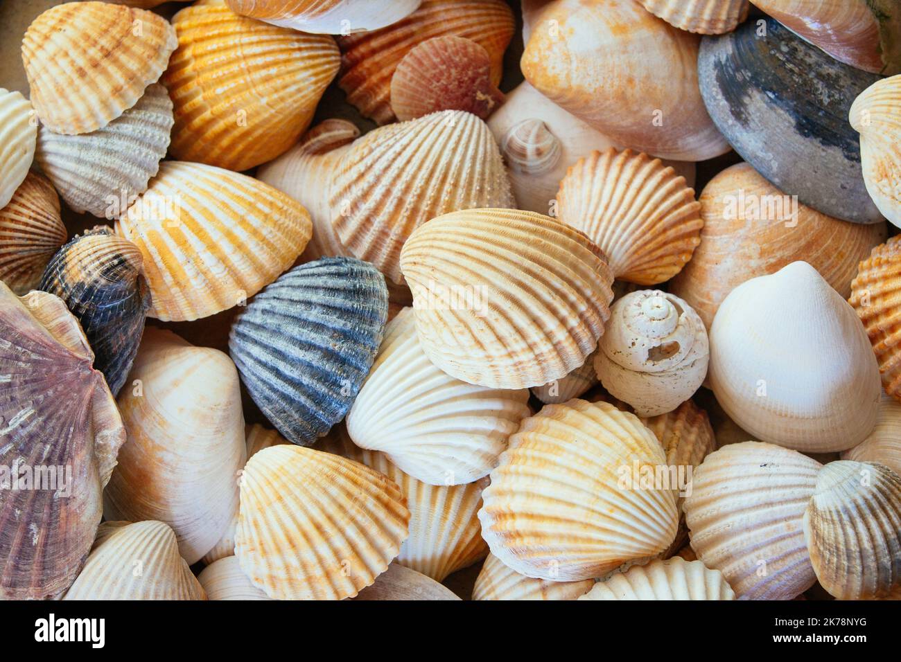 mussels in different colors Stock Photo - Alamy