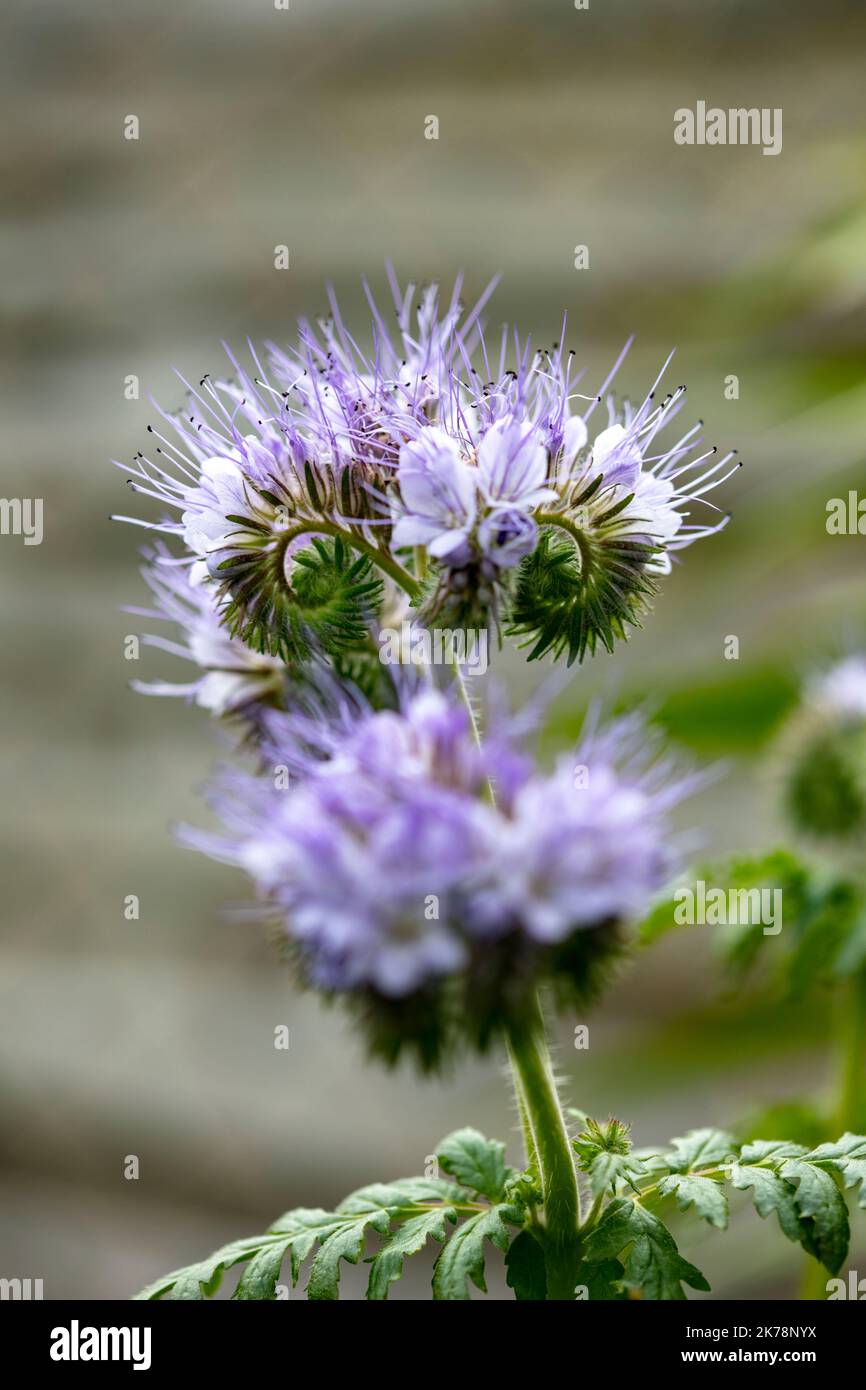 Stunning Phacelia tanacetifolia, bee friendly green manure, flower in ...