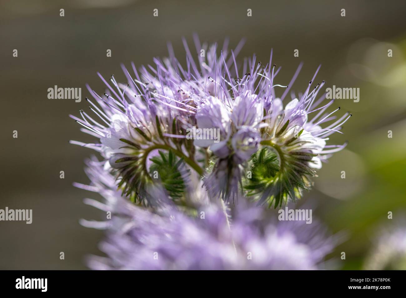 Stunning Phacelia tanacetifolia, bee friendly green manure, flower in ...