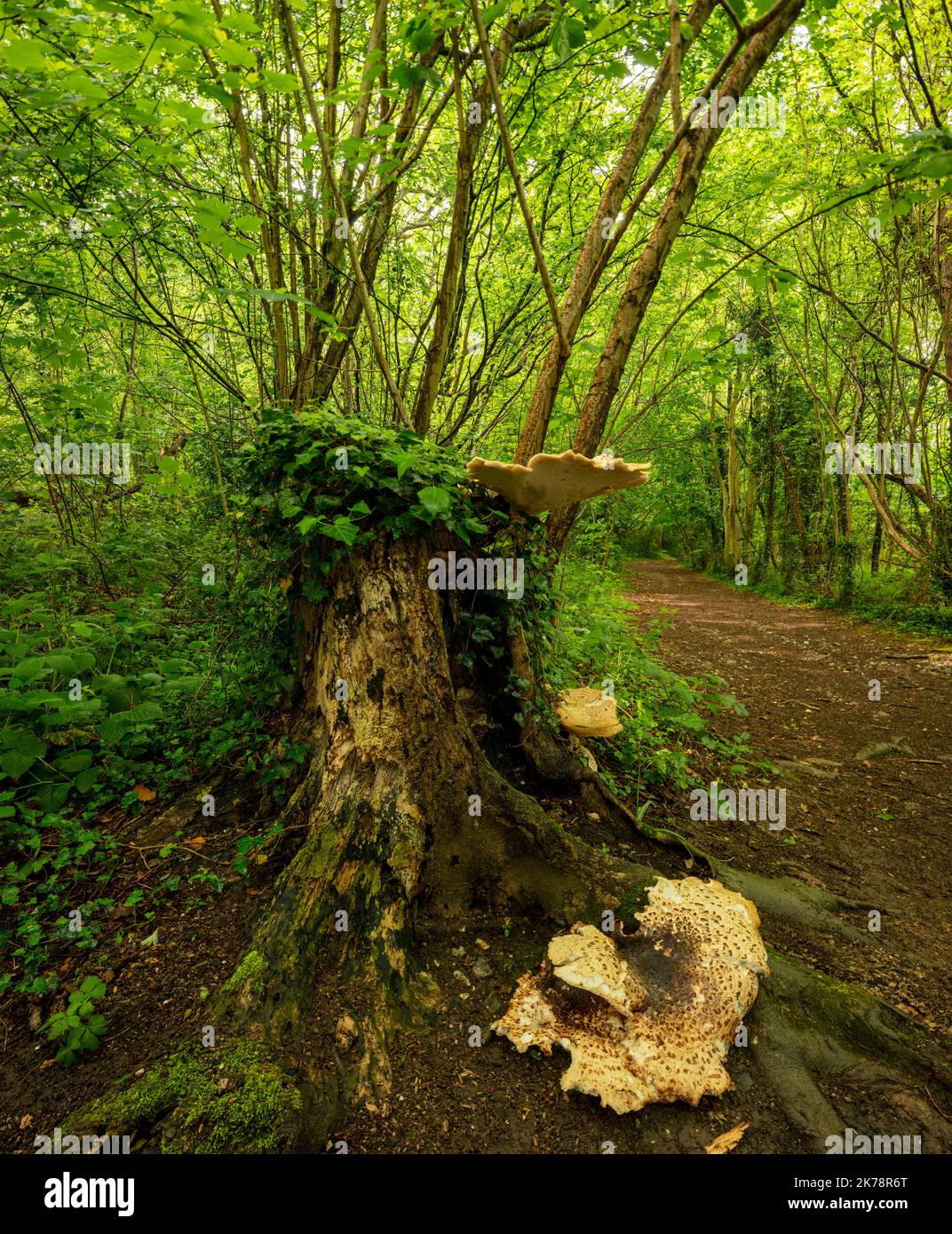 Dryads Saddle Polyporus Squamosus Cerioporus Squamosus Basidiomycete