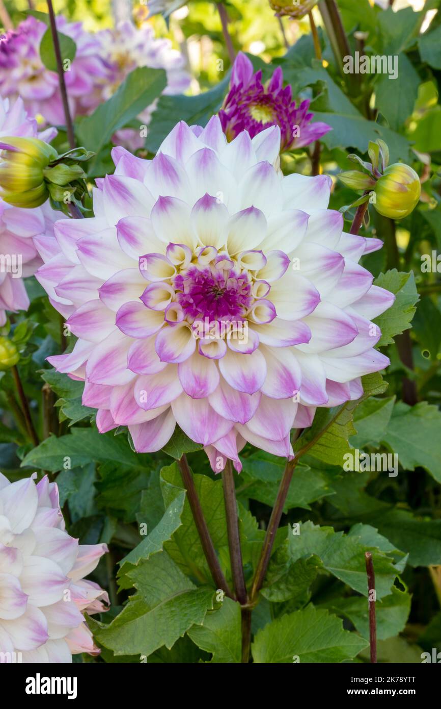 Stunning Dahlia 'Hapet Blue Eyes’bloom in close up, natural plant ...