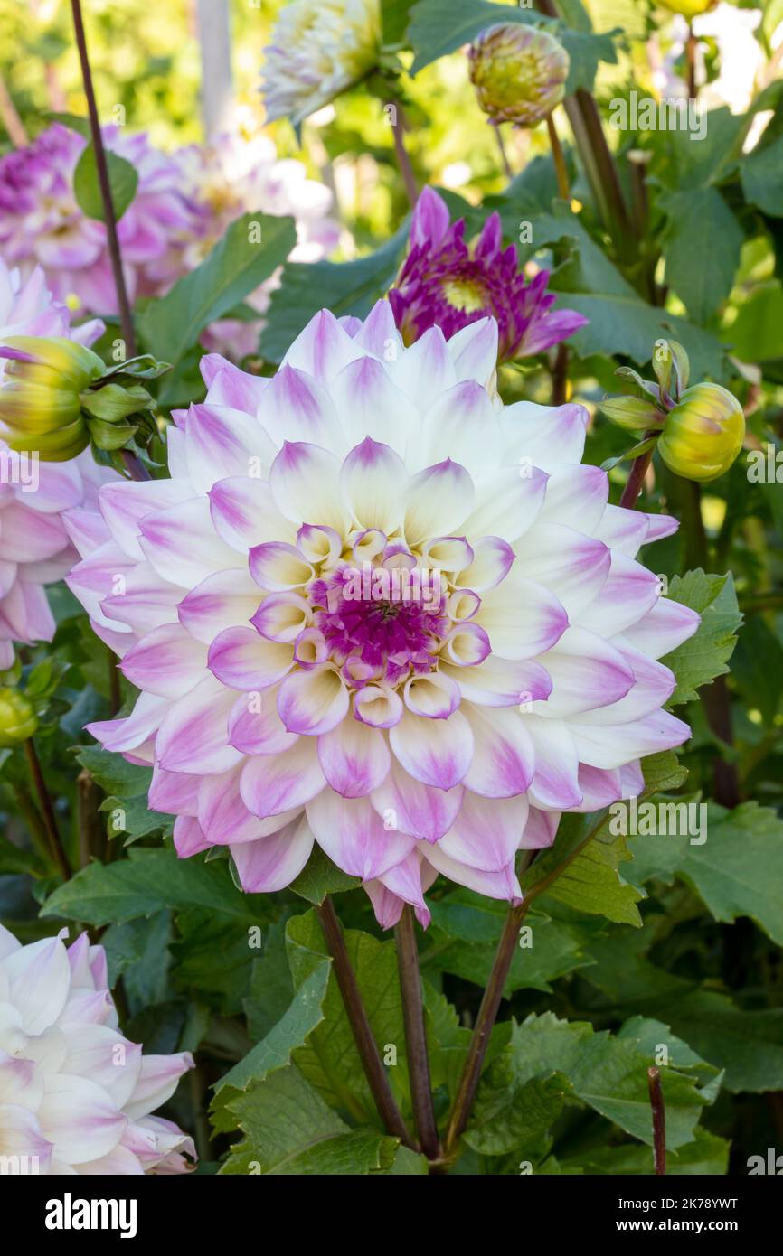 Stunning Dahlia 'Hapet Blue Eyes’bloom in close up, natural plant ...