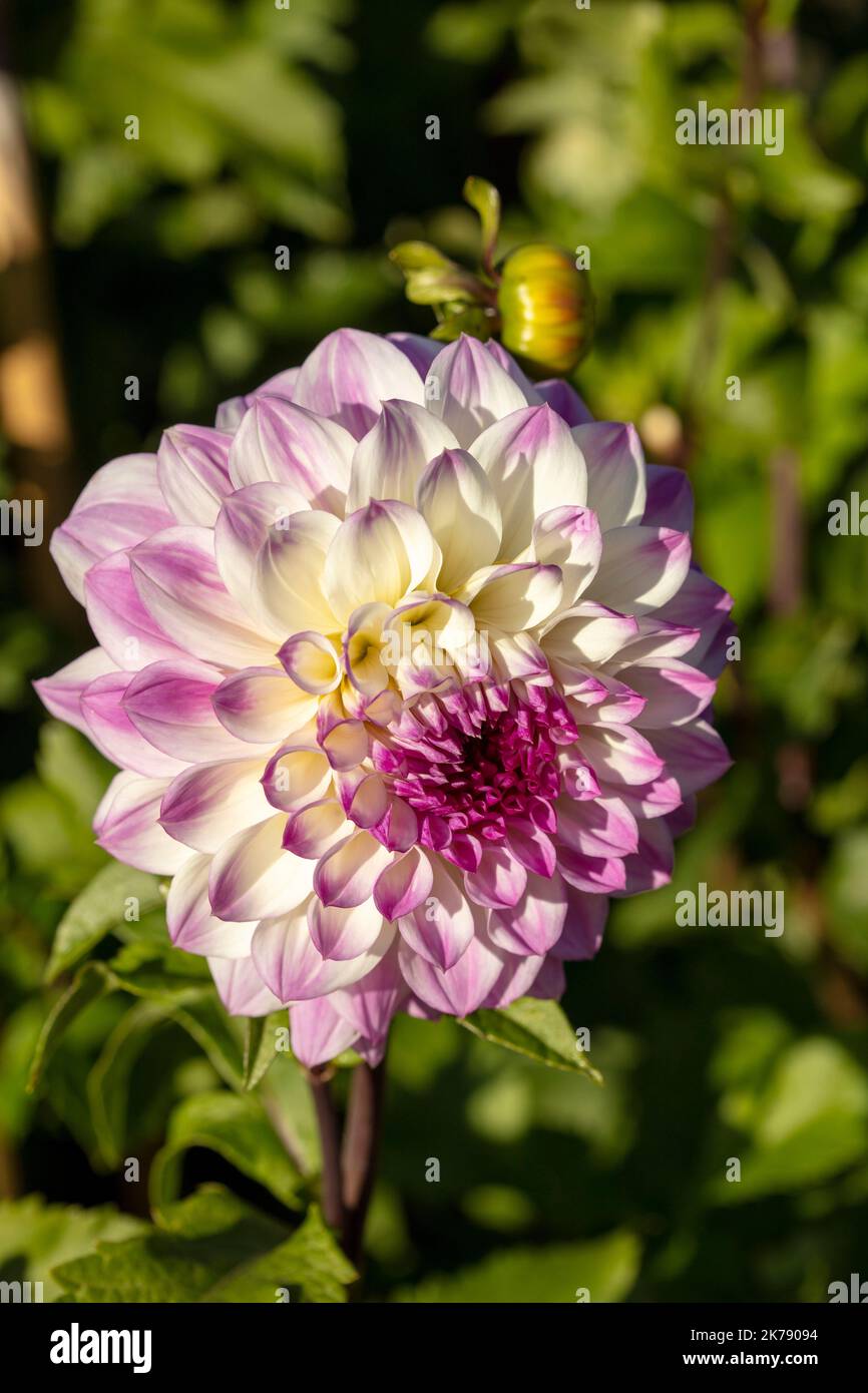 Stunning Dahlia 'Hapet Blue Eyes’bloom in close up, natural plant ...