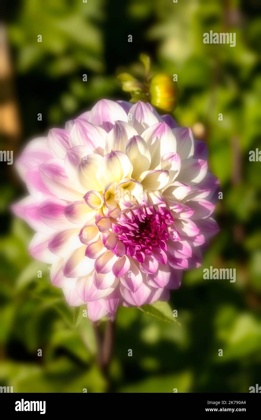 Stunning Dahlia 'Hapet Blue Eyes’bloom in close up, natural plant ...