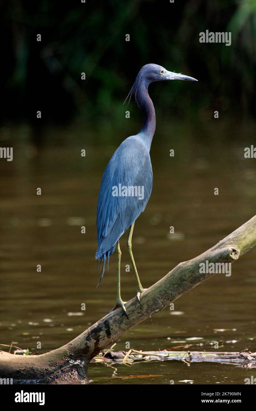 Great blue heron, Costa Rica Stock Photo - Alamy