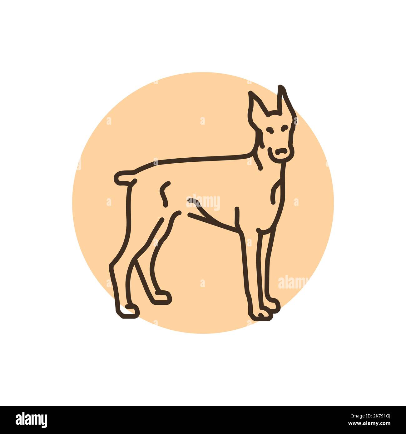 Doberman color line icon. Dog breed Stock Vector Image & Art - Alamy