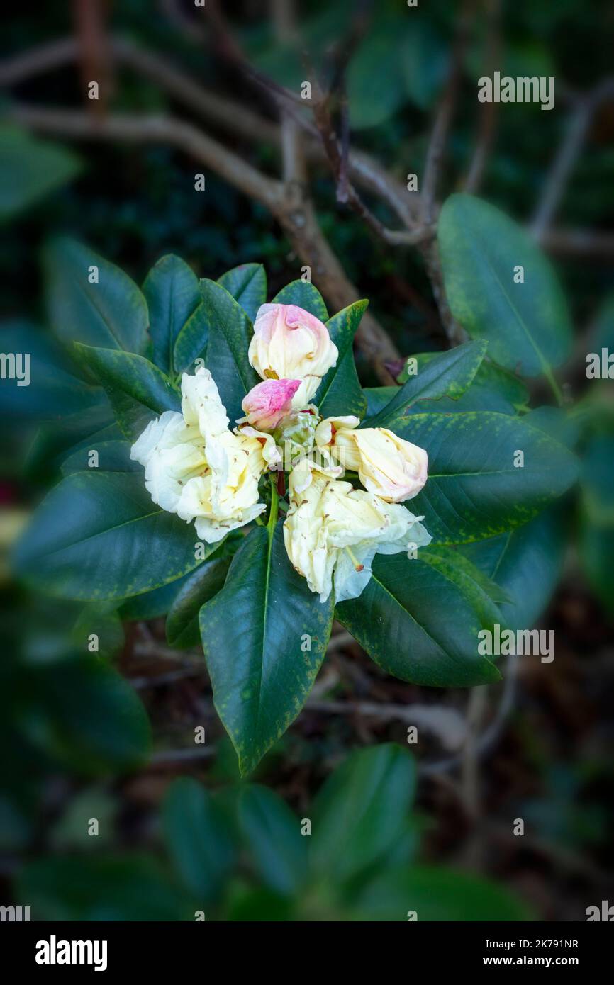 Close up natural plant portrait of Rhododendron 'Hatsu-giri' Stock ...