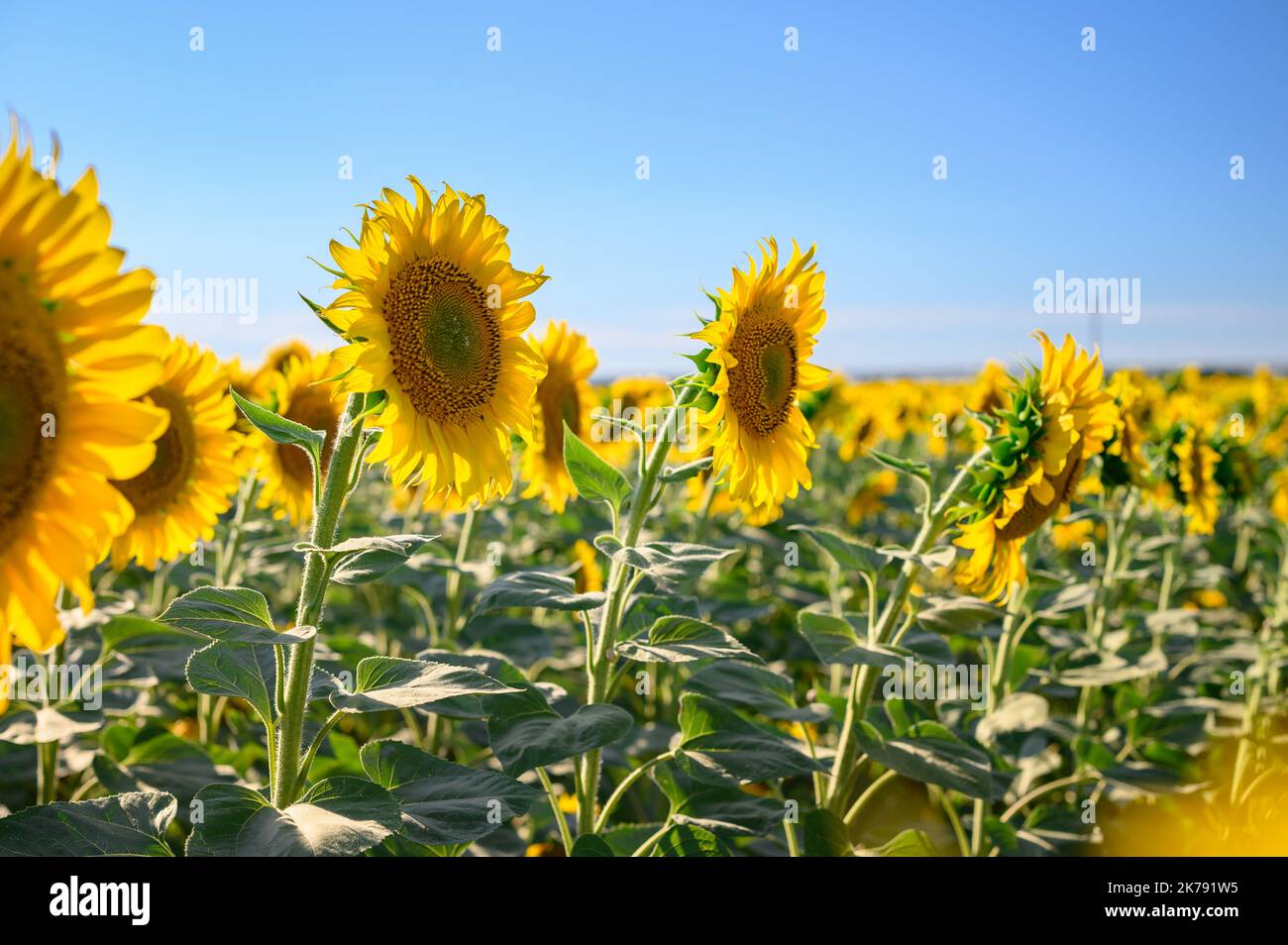 Close up sunflower in the field with blue sky Stock Photo - Alamy