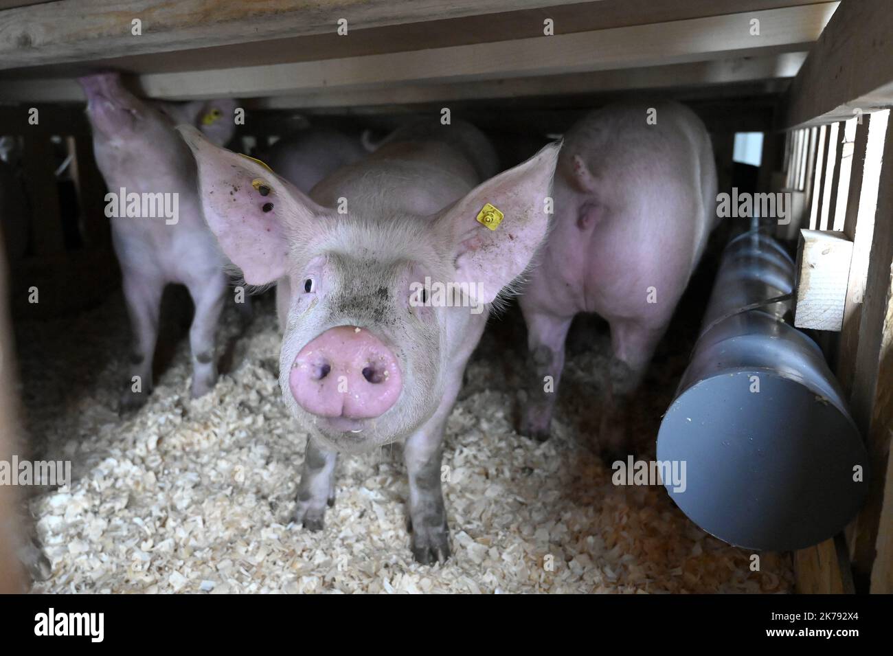 Loading of thirty travel crates, each filled with about thirty French ...