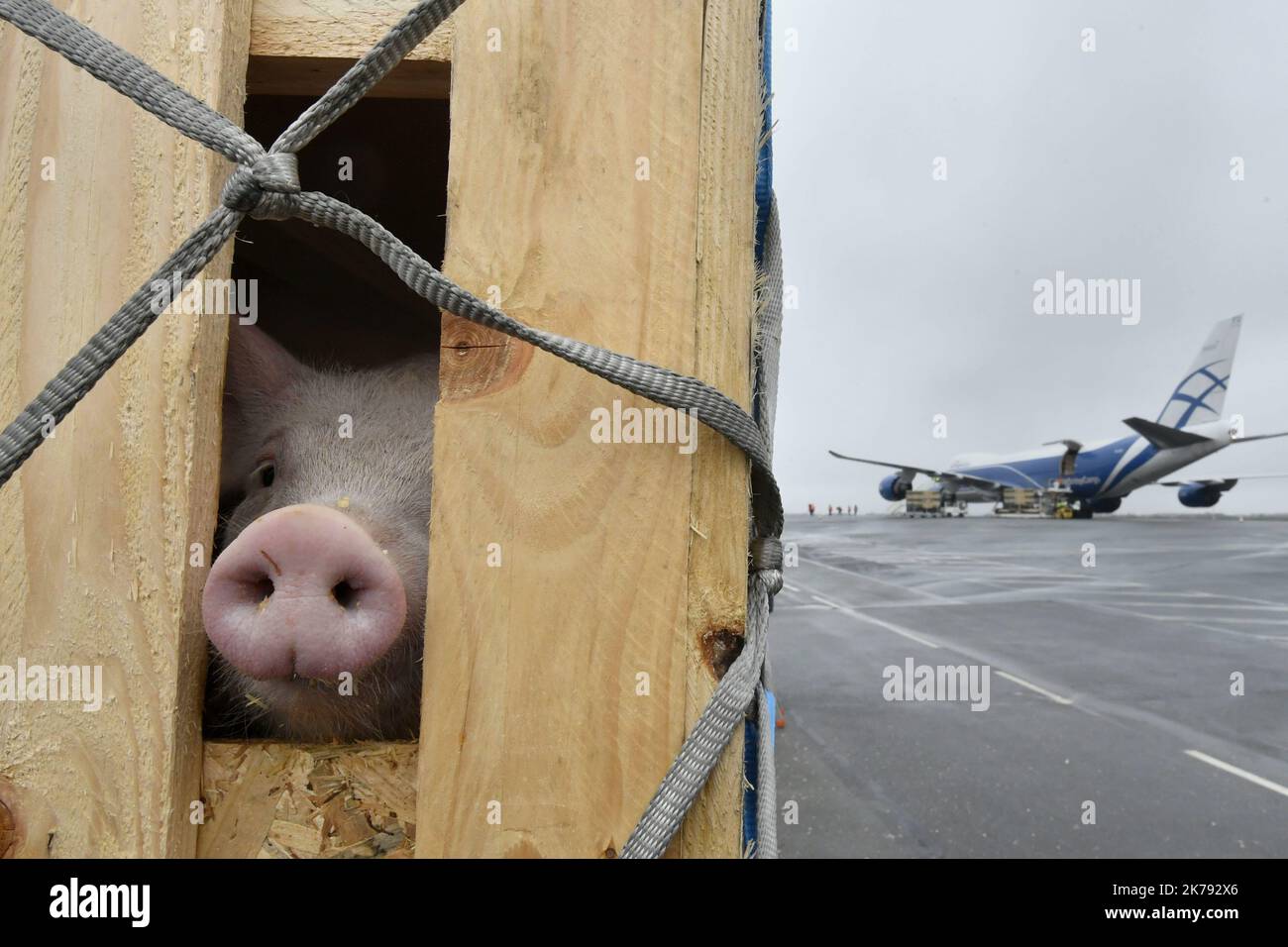 Loading of thirty travel crates, each filled with about thirty French ...