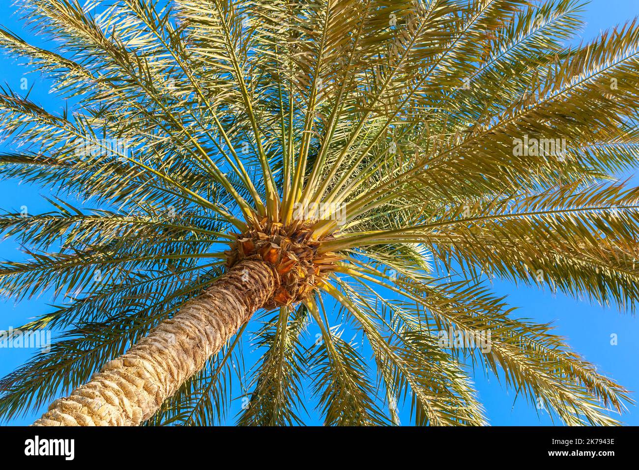 Dubai palm trees hi-res stock photography and images - Alamy
