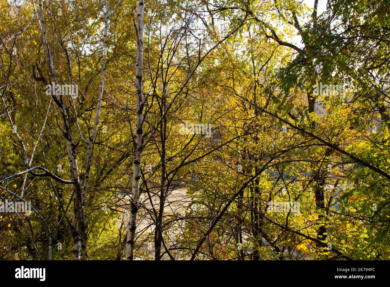 Trees with yellowed leaves in the autumn forest. Branches of a birch tree with yellow leaves ...