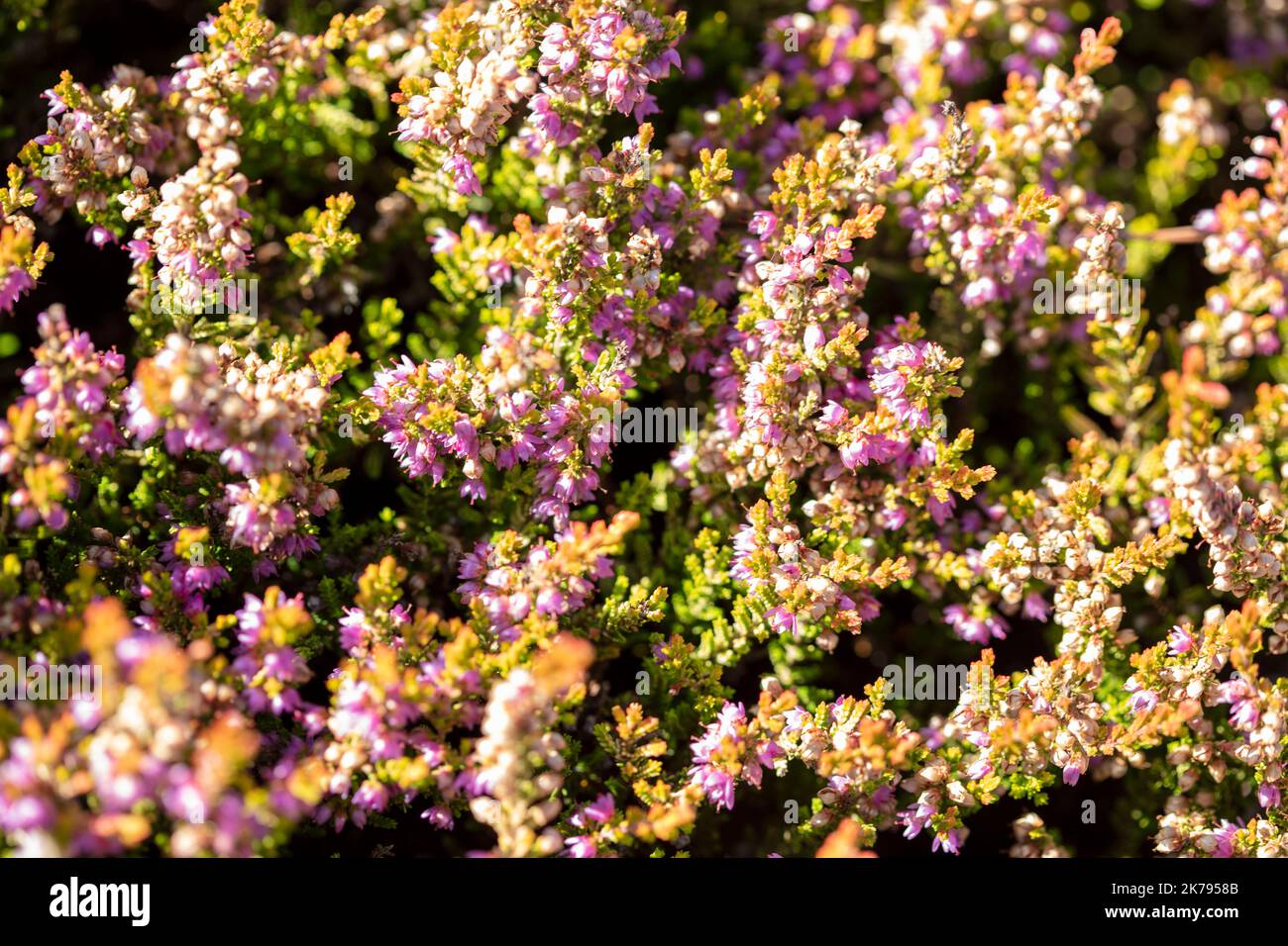 Calluna vulgaris 'Amanda Wain’, heather 'Amanda Wain’, natural close-up ...
