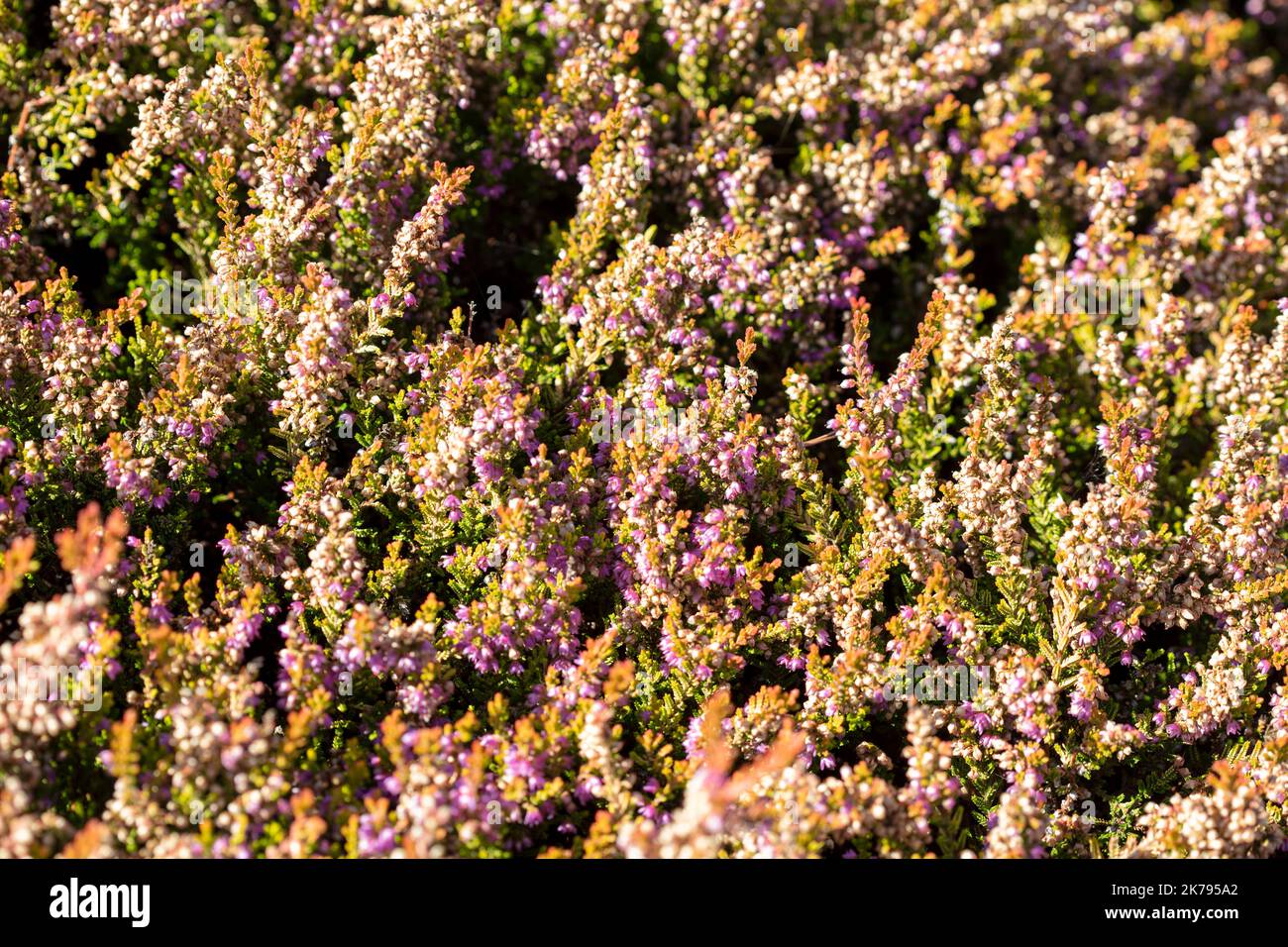 Calluna vulgaris 'Amanda Wain’, heather 'Amanda Wain’, natural close-up ...