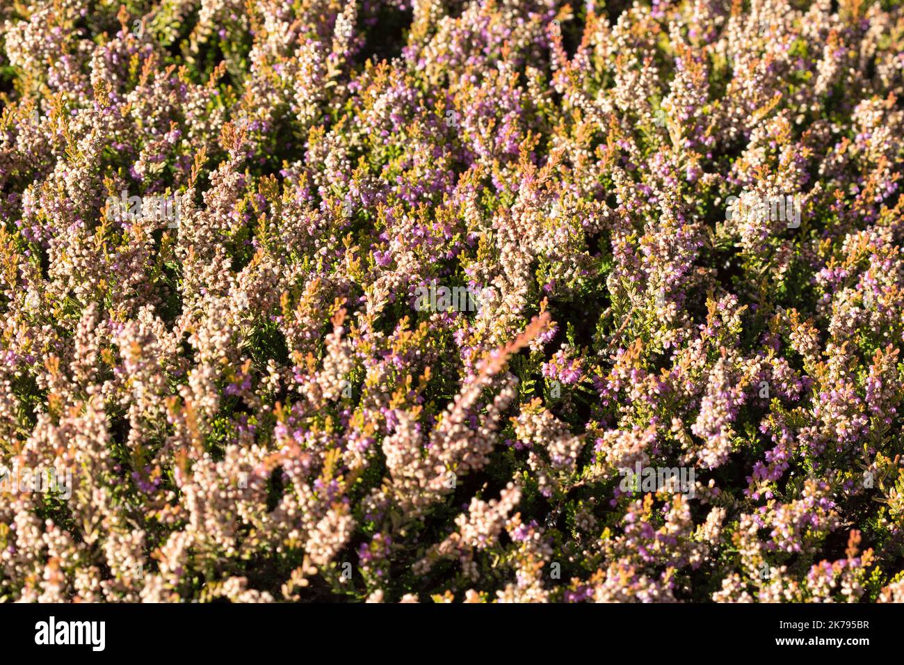 Calluna vulgaris 'Amanda Wain’, heather 'Amanda Wain’, natural close-up ...
