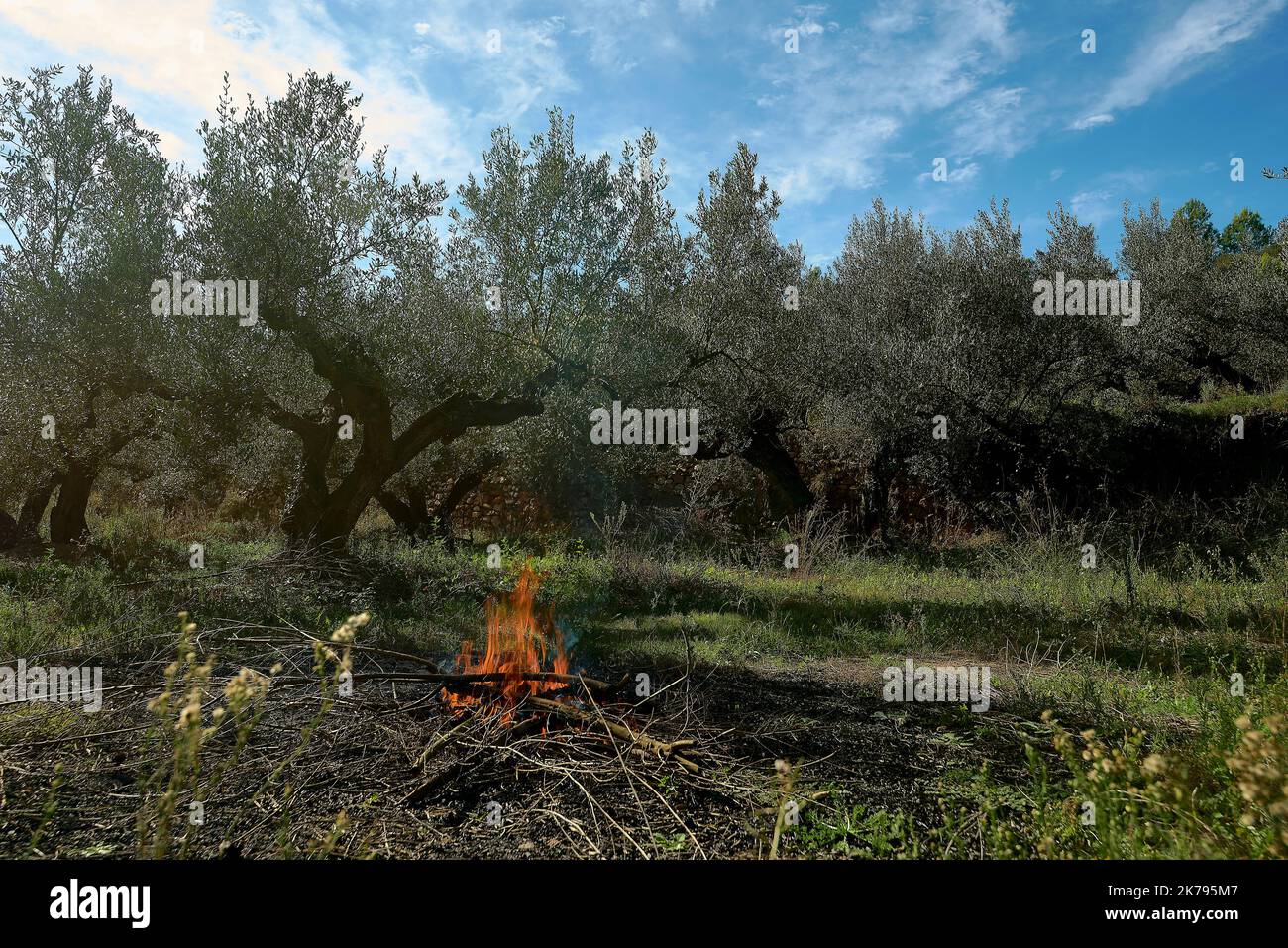 Field of centenary olive trees ready for harvesting. Traditional ...