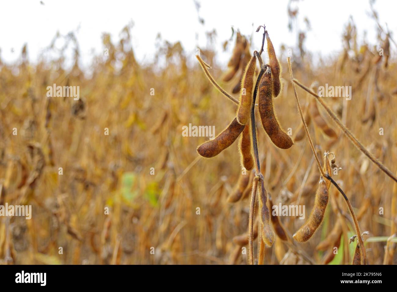 Ripe soybean pods, close up. Agricultural soy plantation on field Stock ...