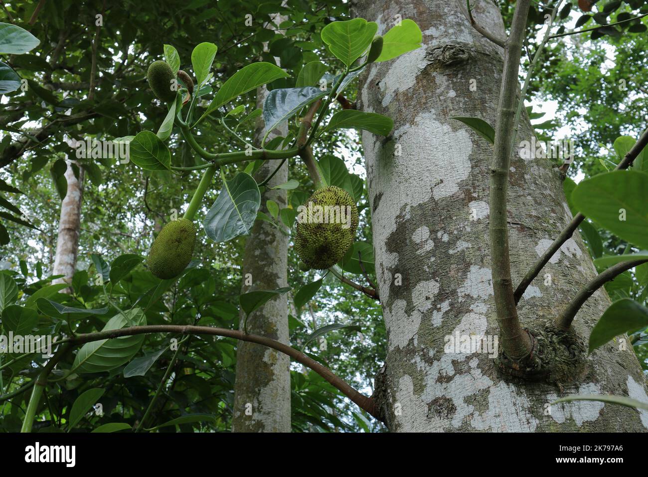 Low angle view of a Jack fruit tree (Artocarpus Heterophyllus) branch ...