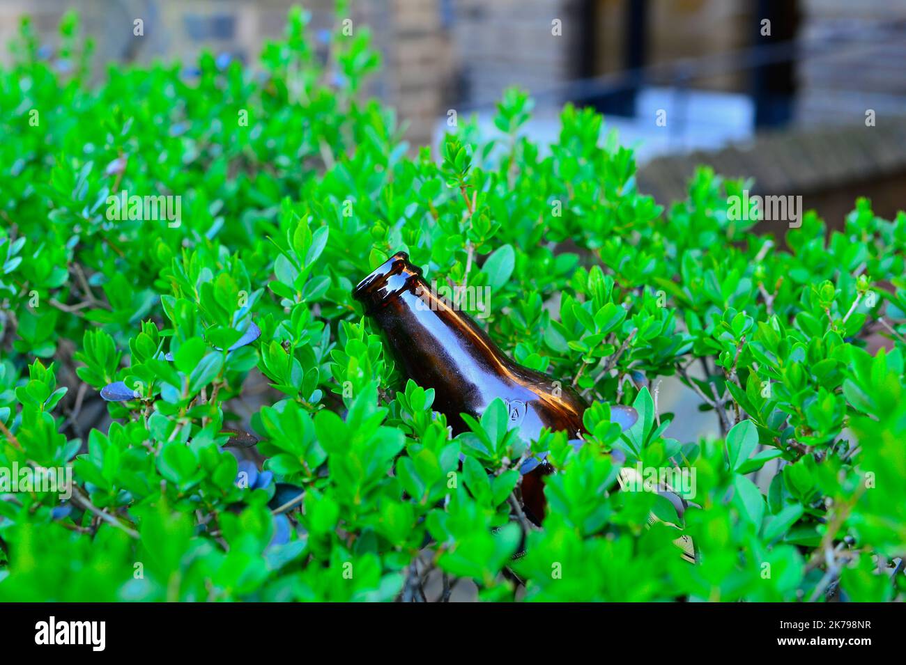 an empty bottle is lying in a bush Stock Photo - Alamy