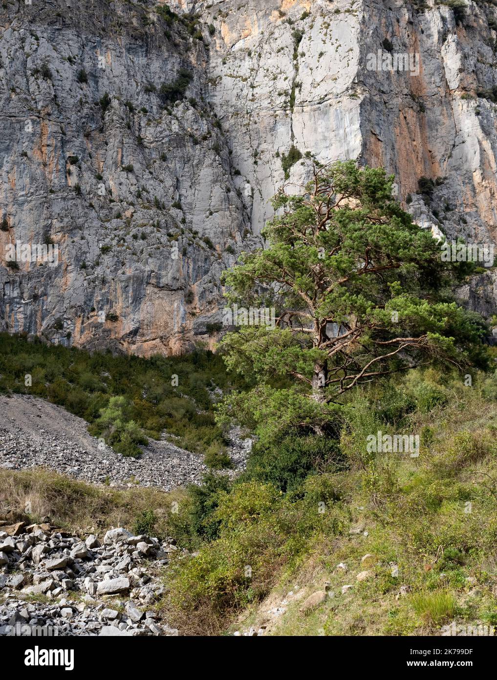 trees and vegetation growing amongst the rocks in a mountain canyon ...