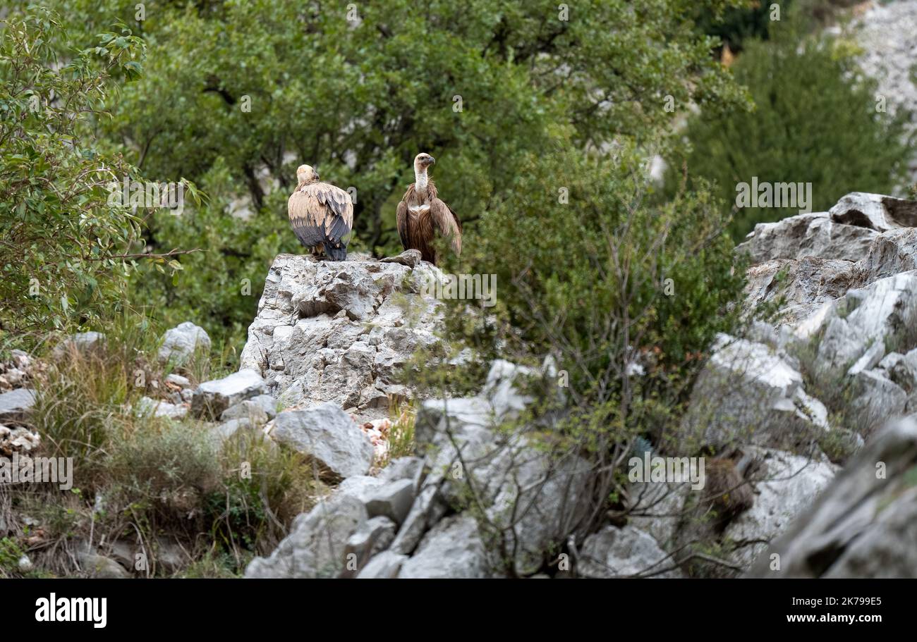 close-up of a pair of Griffon vultures, Eurasion griffons (Gyps fulvus ...
