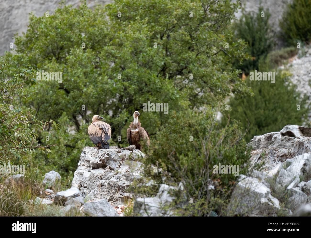 Eurasian eagle owl pair hi-res stock photography and images - Alamy