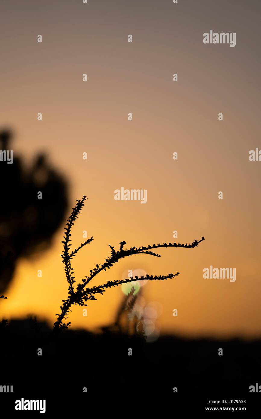 nature and floral botany silhouette and bokeh lights on setting sunset ...