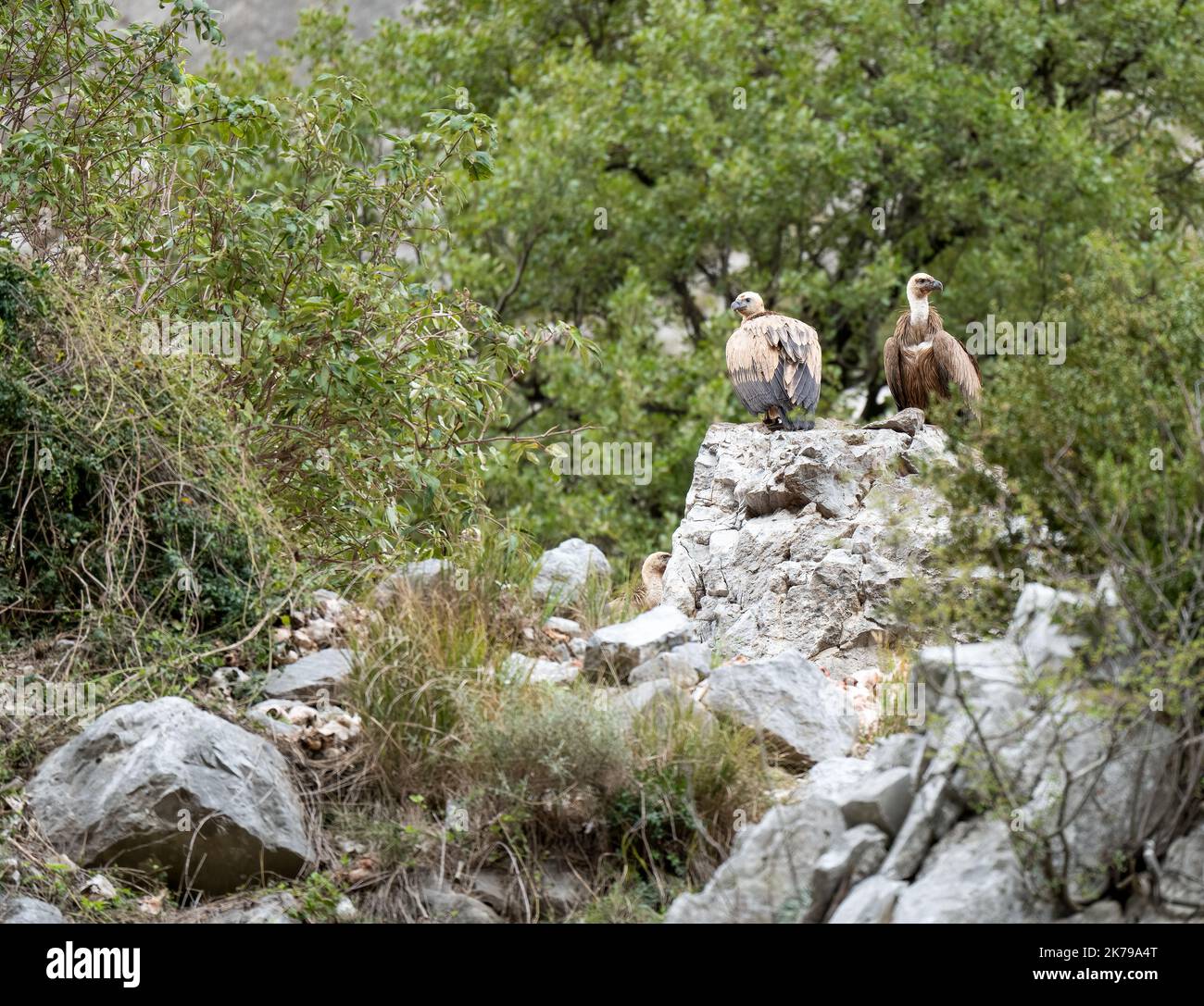 close-up of a pair of Griffon vultures, Eurasion griffons (Gyps fulvus ...
