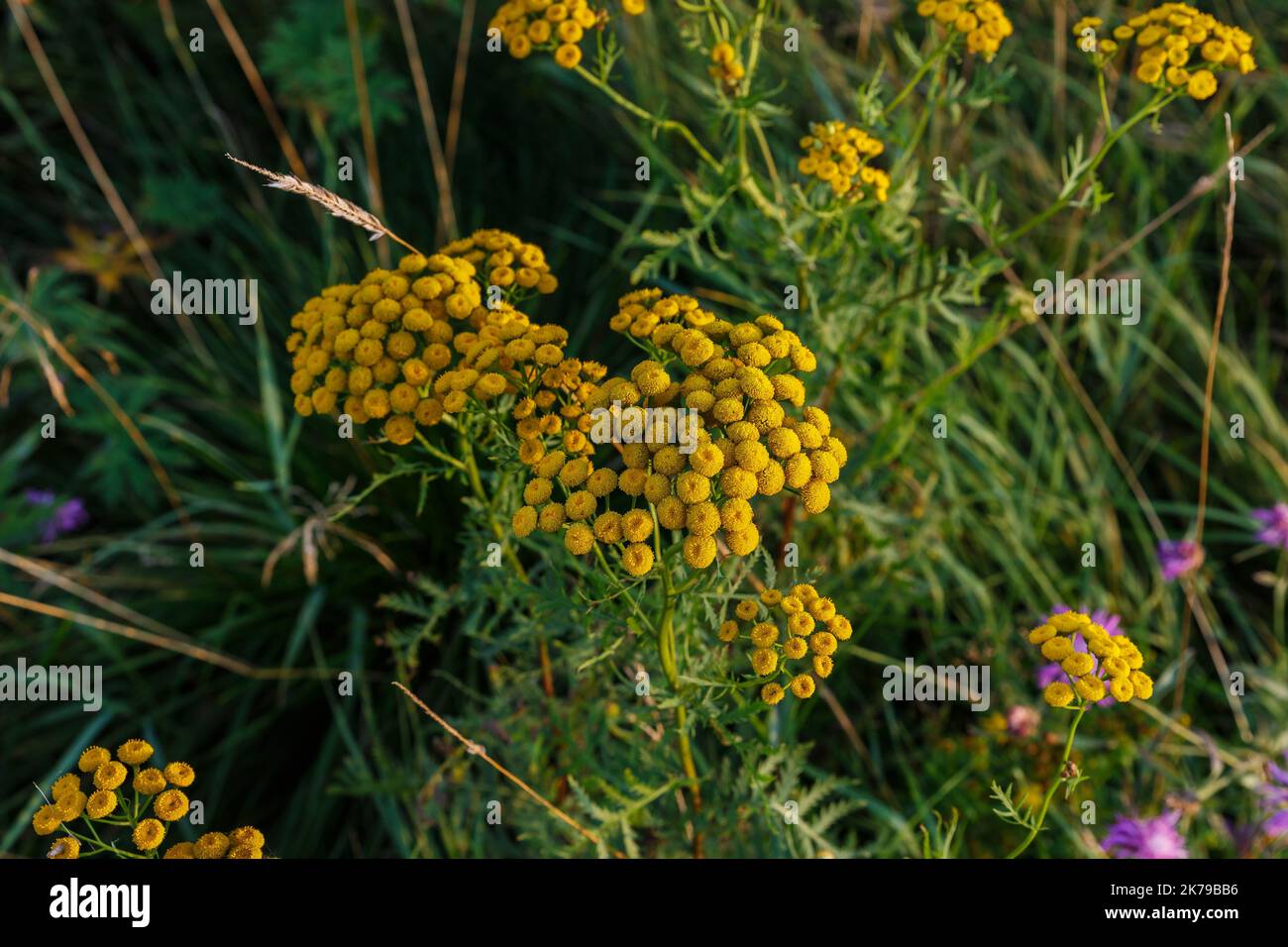 Yellow Flowers of Tanacetum Vulgare or Tansy. Wild medicinal plant ...