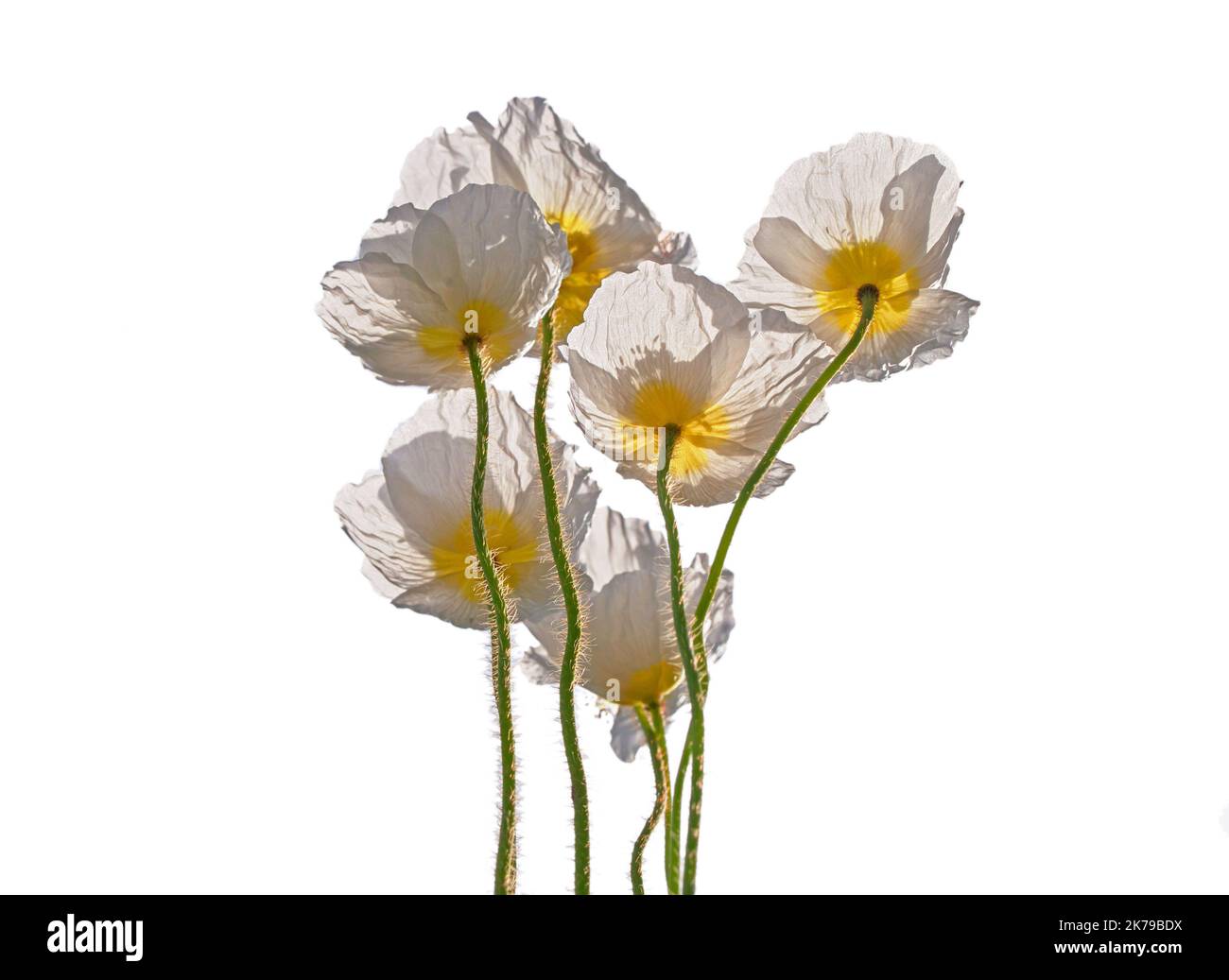 White poppy flowers isolated on white background Stock Photo - Alamy